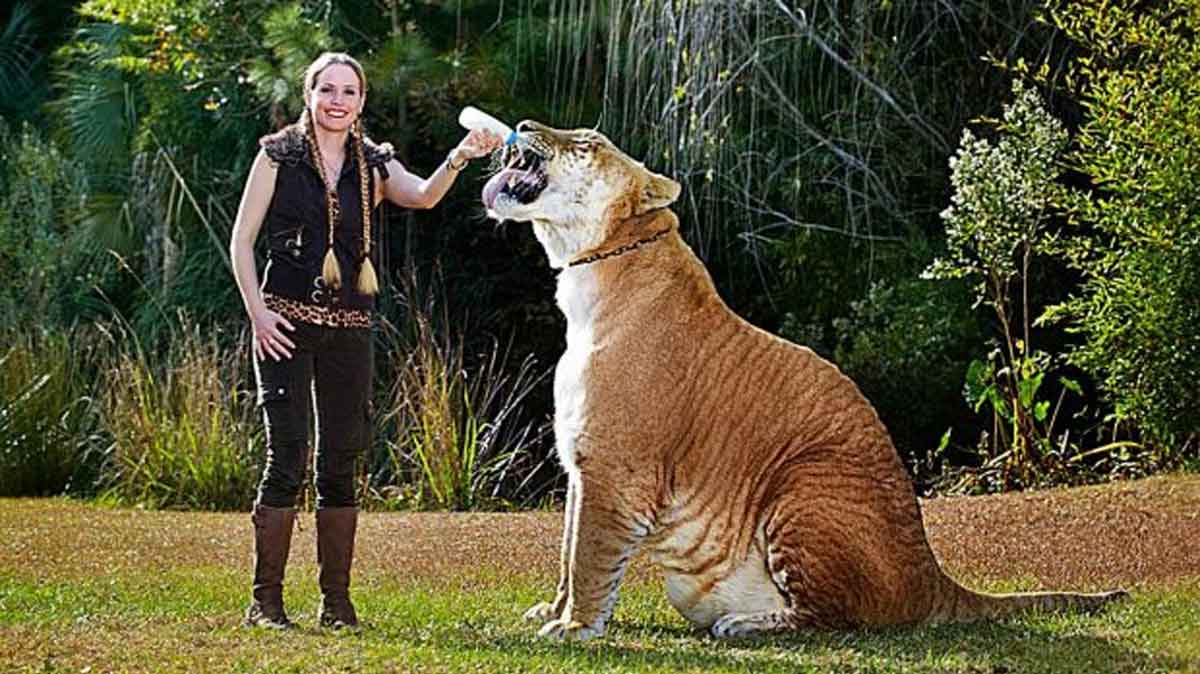 El Ligre, el felino más grande del mundo – Ocioltura – Revista digital ...